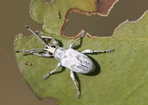 Sri Lanka Weevil
